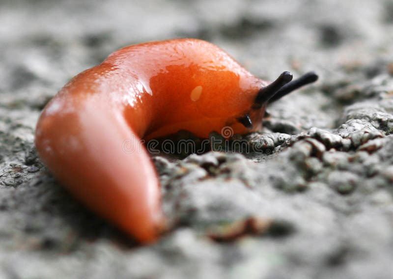 Orange slug stock photo. Image of nature, crawling, fresh - 29798698