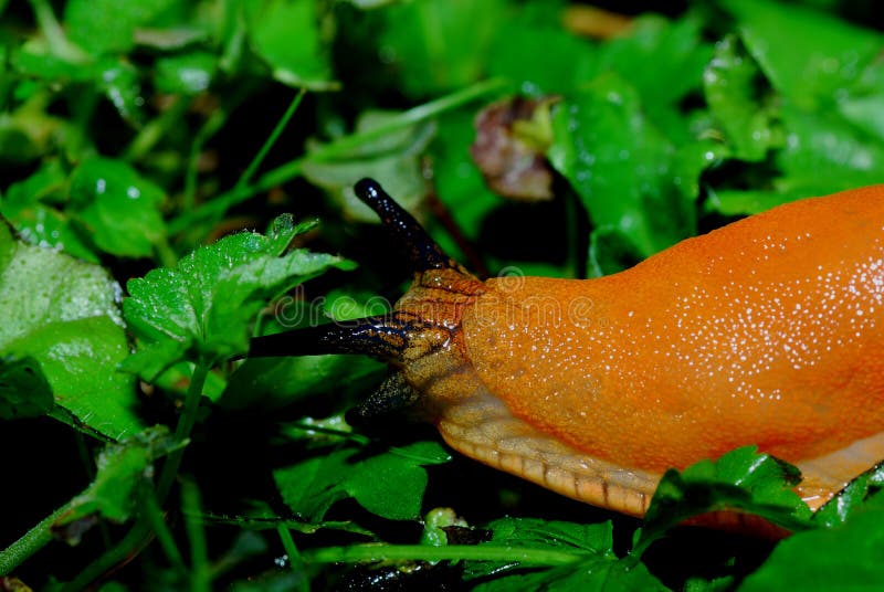 Orange slug stock photo. Image of nature, crawling, fresh - 29798698