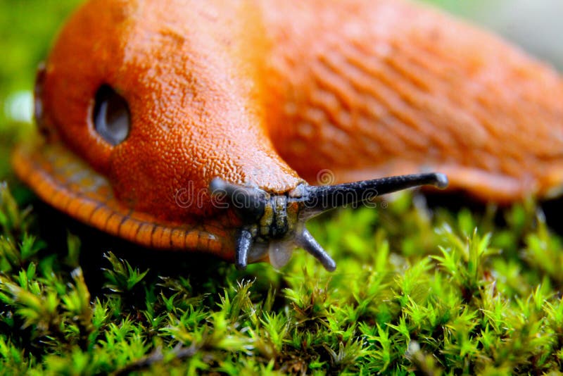 An orange slug on moss stock photo. Image of wildlife - 264526858