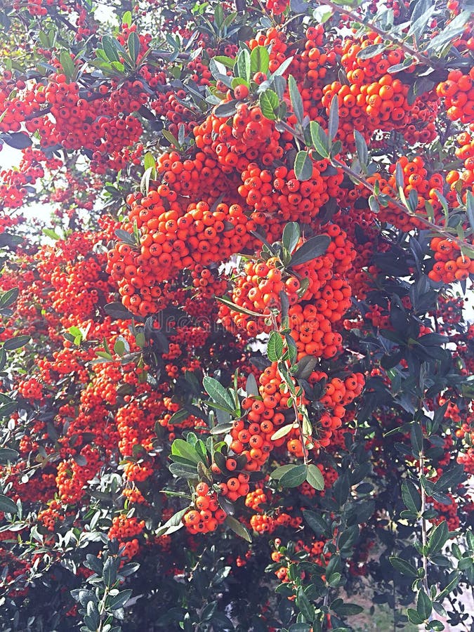 Orange Small Berries on Tree Branches in the Garden Stock Photo - Image ...