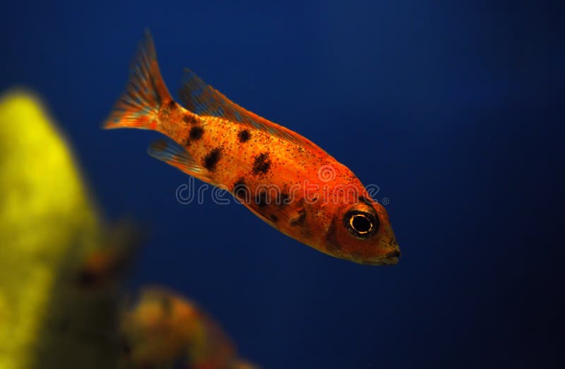 Orange Small Fish in Aquarium Stock Image - Image of black, white: 85061265