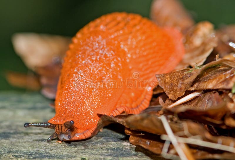 Orange snail stock image. Image of wildlife, small, nature - 10730701