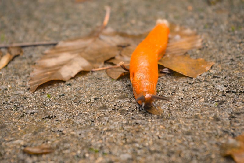 Orange Snail after Days of Rain Editorial Photo - Image of insect ...