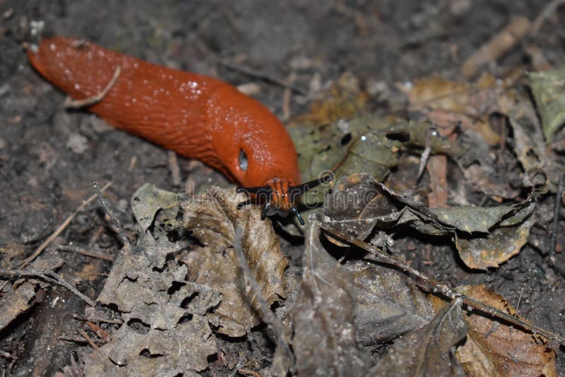 Snail stock photo. Image of fauna, slug, leaves, invertebrate - 106394200