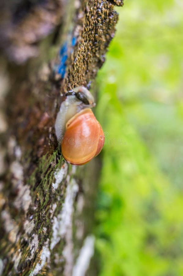 Orange snail stock image. Image of wildlife, small, nature - 10730701