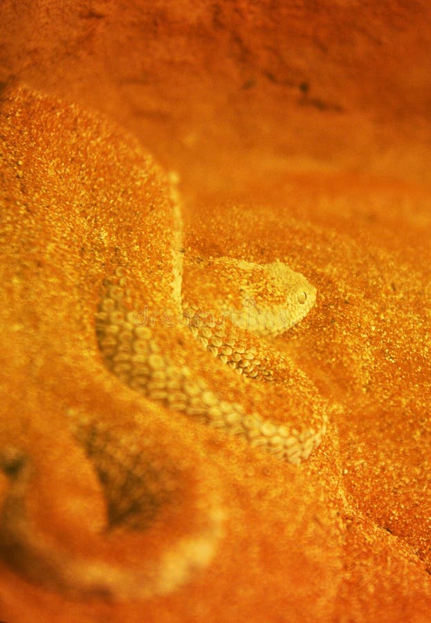 Orange snake stock image. Image of space, snake, indoors - 15875383