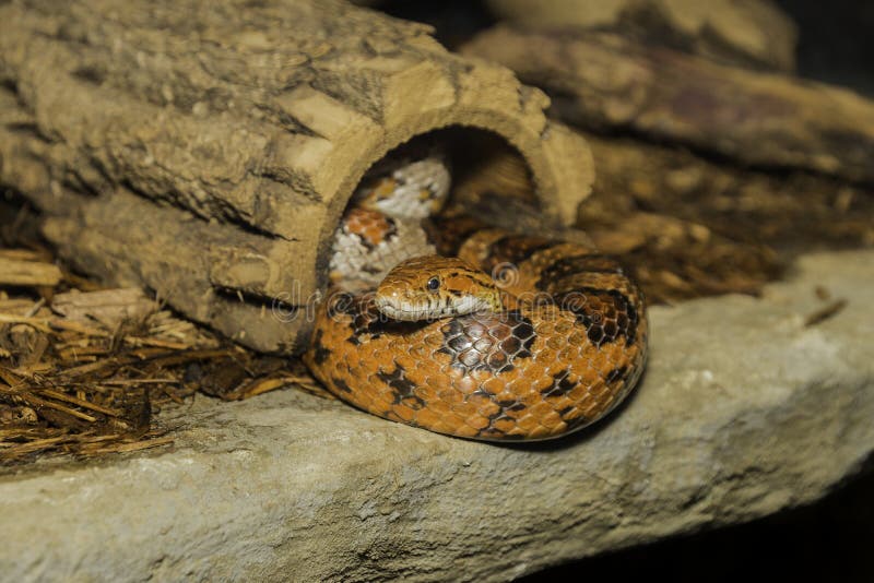 Snake curled up in a rock stock image. Image of animal - 110375051