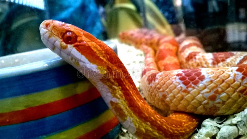 Orange Snake stock photo. Image of fresh, existing, snake - 51024316
