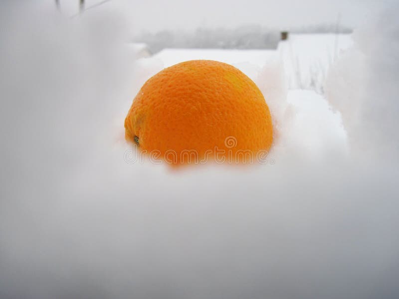 Orange in the snow stock photo. Image of oranges, outside - 13055298