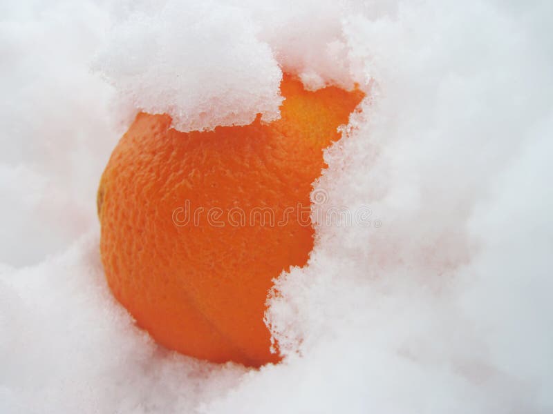 Orange in the snow stock photo. Image of oranges, outside - 13055298