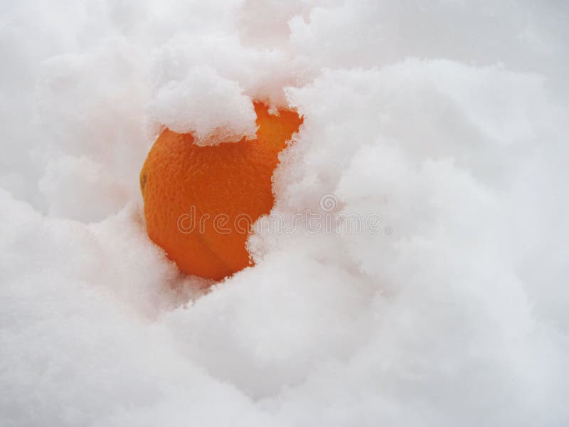 Orange in the snow stock photo. Image of oranges, outside - 13055298