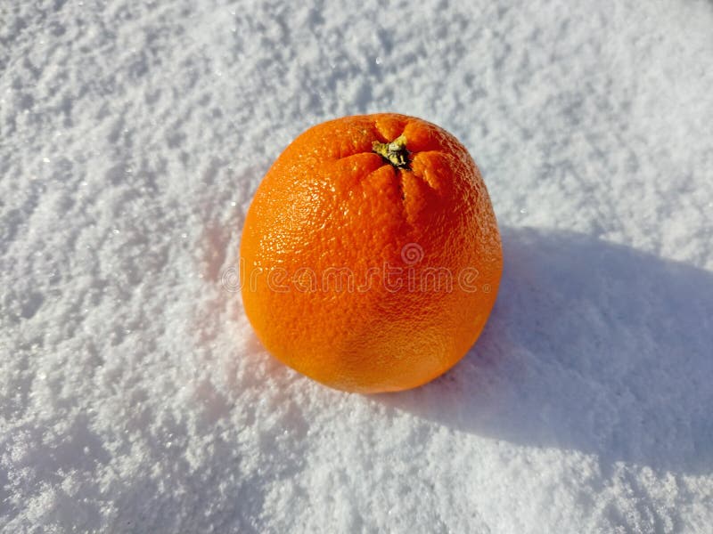Orange on the snow - fruit stock photo. Image of romania - 238768476