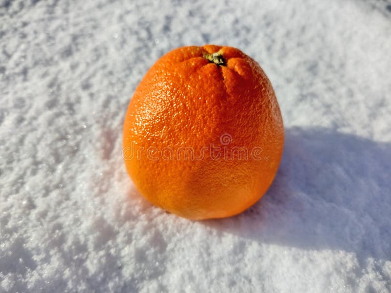 Orange on the snow - fruit stock photo. Image of concept - 238768486