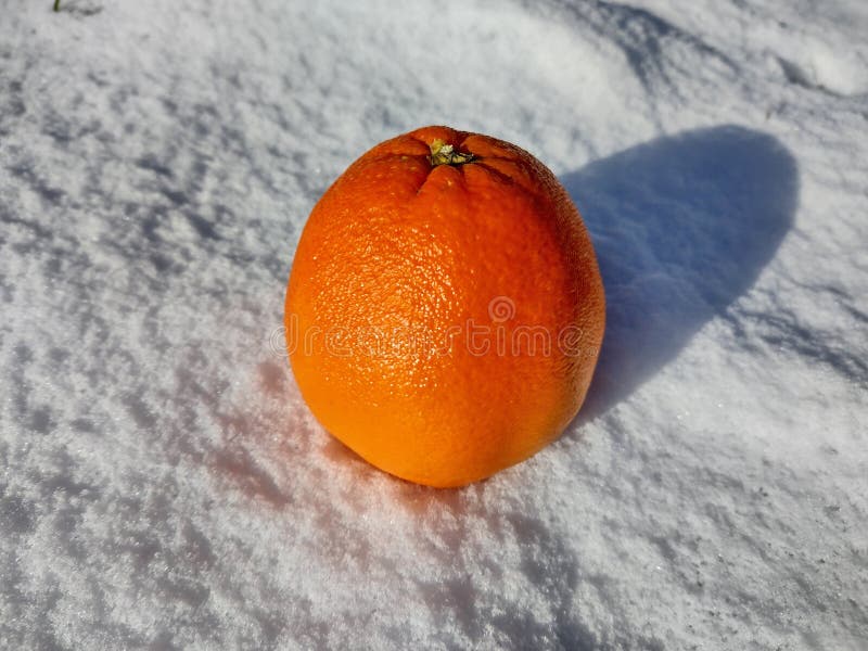 Orange on the snow - fruit stock image. Image of food - 238768495