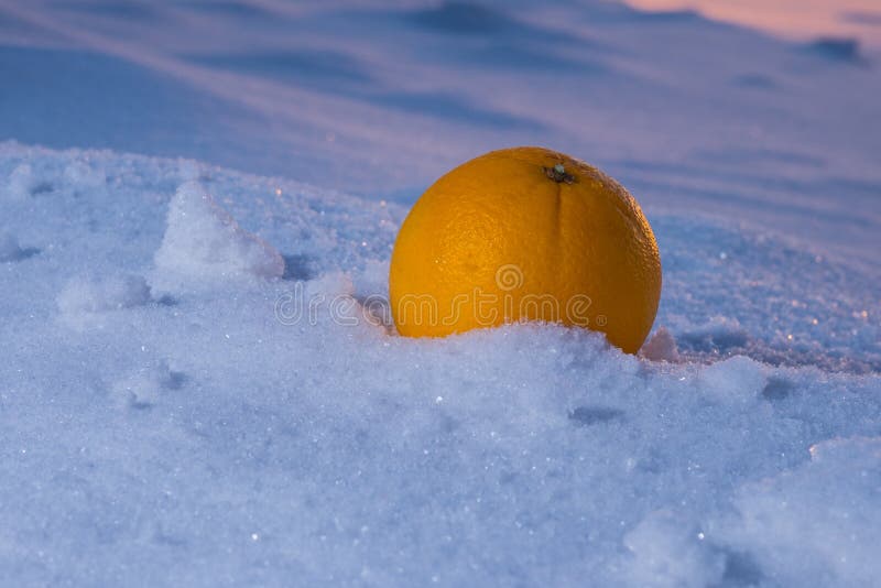 Orange In The Snow. Tropical Fruit On A Snowy Background Stock Image ...