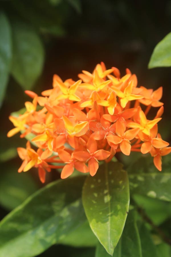 Orange Soka Flowers in Beautiful Clusters Stock Image - Image of ...