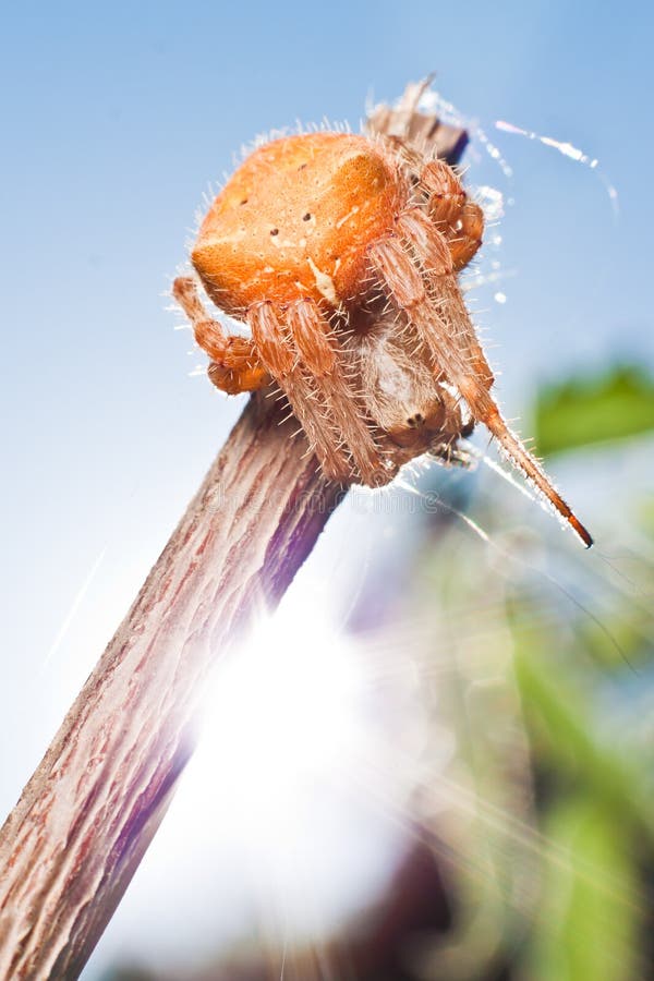 Orange spider stock photo. Image of arachnidae, feeding - 26583784