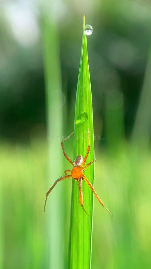 Orange spider. stock image. Image of flower, insect - 262136529