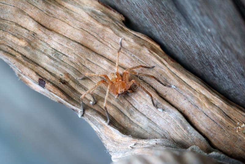 Orange Garden Spider stock image. Image of wildlife, orange - 21250063