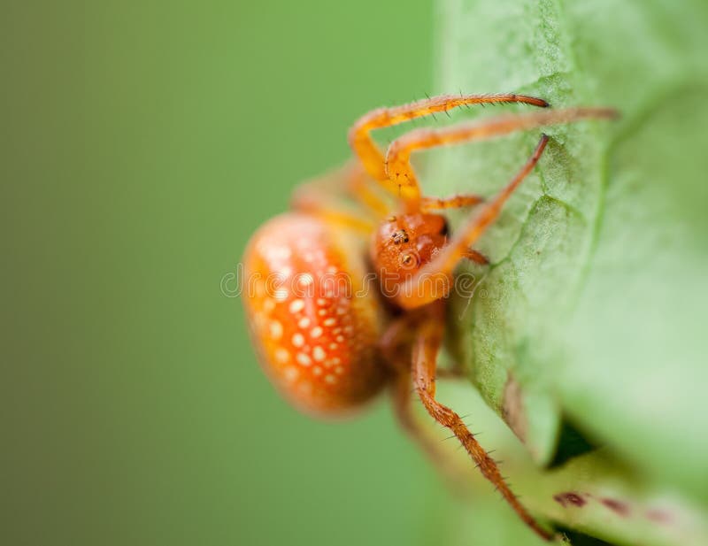 Orange spider stock image. Image of background, color - 116008029