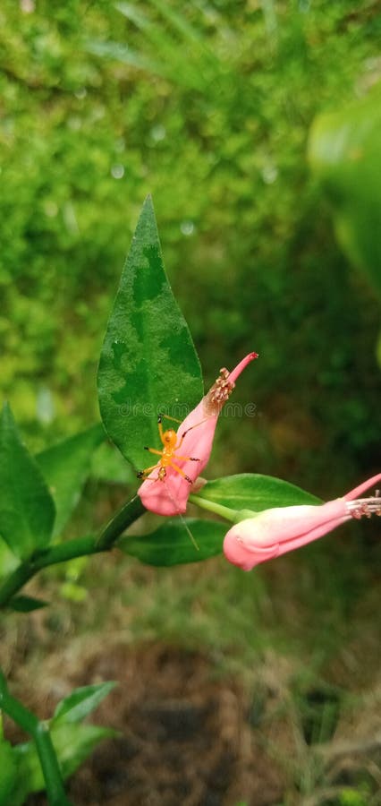 An Orange Spider Sits on a Pink Flower Bud that Hasn T yet Bloomed ...