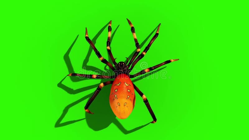Orange Spider Walkcycle Green Screen Loop Top 3D Rendering Animation ... Orange Spider Walkcycle Green Screen Loop Top 3D Rendering Animation ...