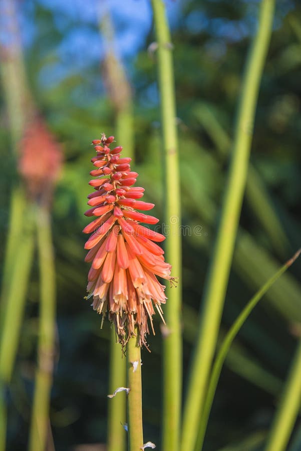 Orange Spike Flower Kniphofia on the Sunlight Stock Photo - Image of ...