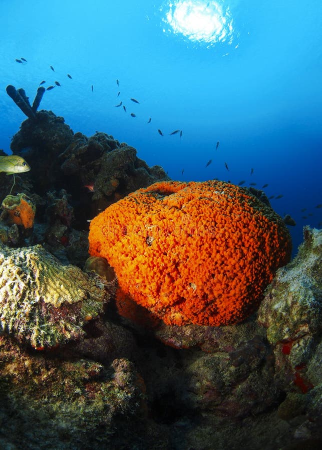 Orange Sea Sponge Washed Up With Sea Shells Stock Photo - Image of ...