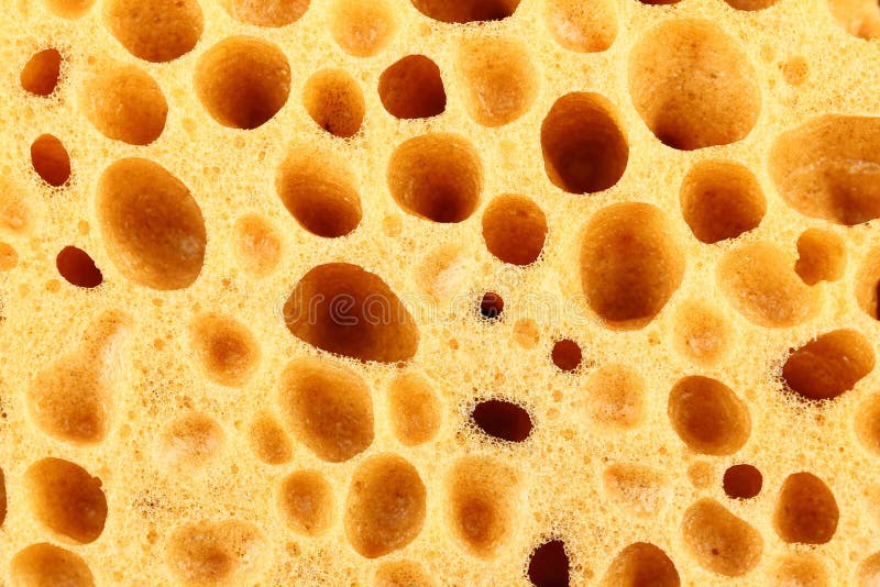 Sponge texture stock photo. Image of natural, color, isolated - 22097588