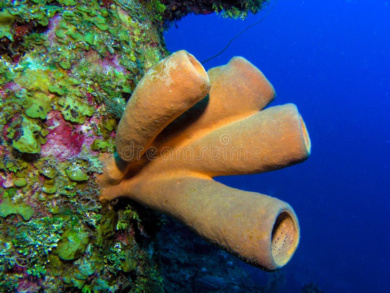 Orange Sponges stock photo. Image of sponge, coral, caribbean - 11714612