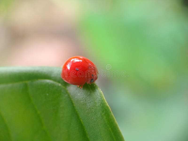 Orange Spotless Ladybug on a Green Leaf Stock Image - Image of insect ...