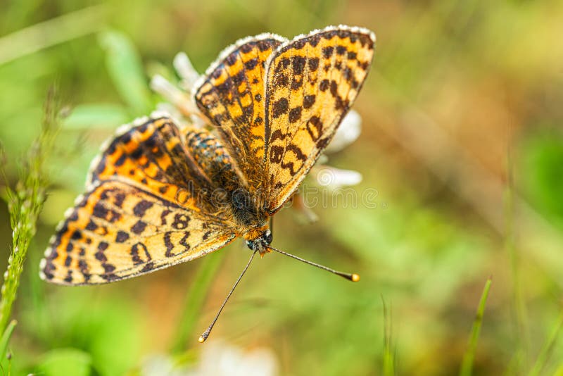 Orange-spotted Butterfly in Spring Meadow Melithea Trifle Cyriaca Stock ...