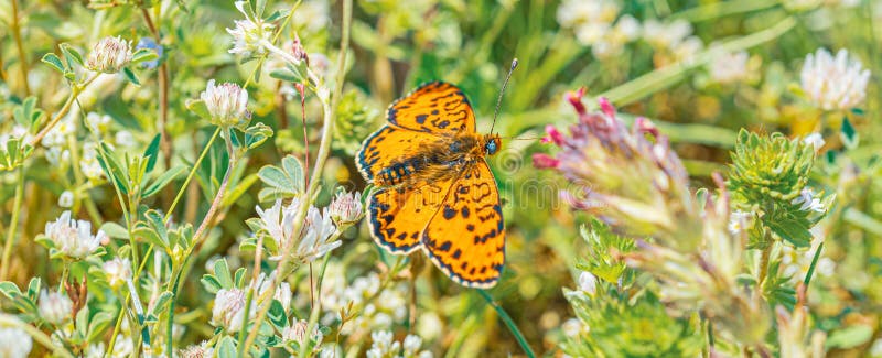 Orange-spotted Butterfly in Spring Meadow Melithea Trifle Cyriaca Stock ...