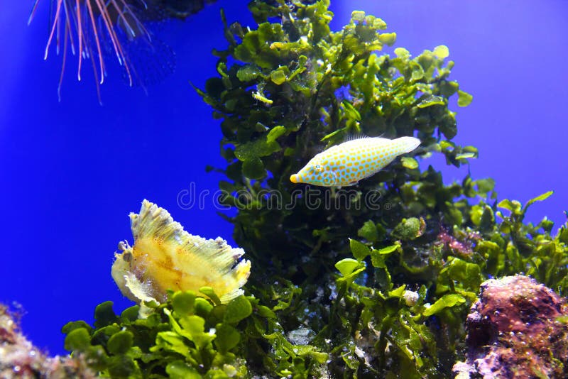 Orange spotted filefish stock image. Image of ocean, filefish - 99567041