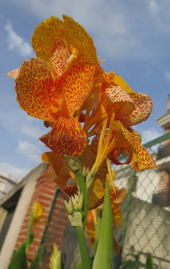 Orange Spotted Flower stock image. Image of freshness - 93414005