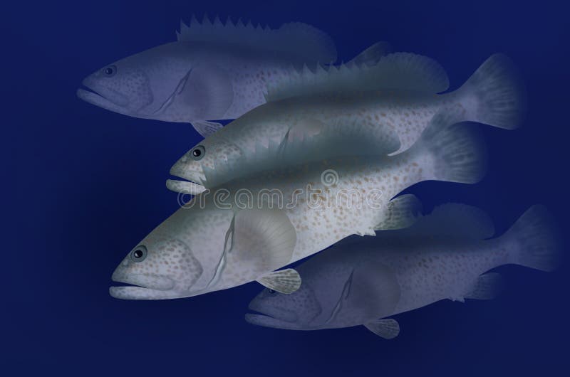Orange Spotted Grouper Fish Stock Image - Image of nature, copy: 88693899