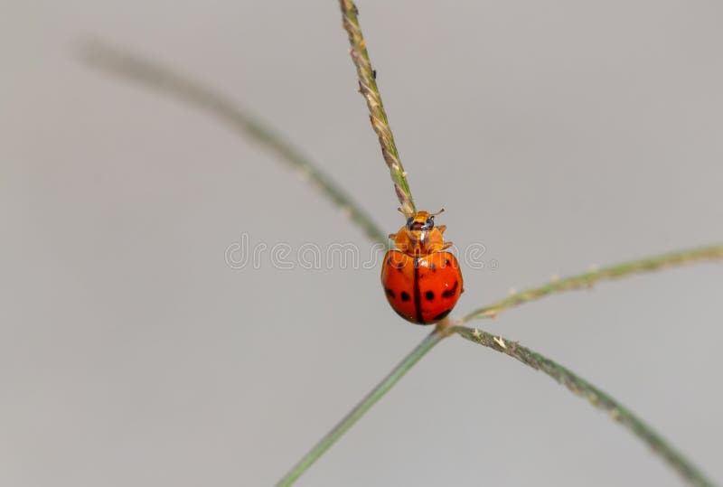 Orange-spotted Ladybug with Black Dots on the Grass Against a Blurred ...