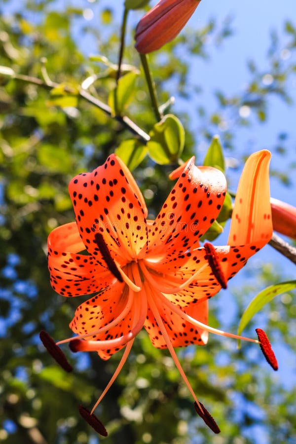 Red with Spotted Lily Flower Isolated on White Background Stock Photo ...
