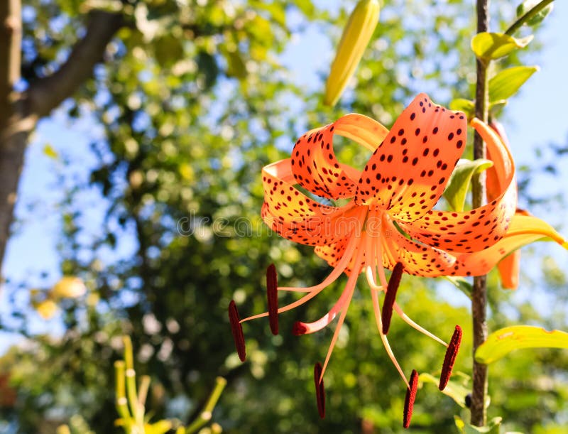 Red with Spotted Lily Flower Isolated on White Background Stock Photo ...