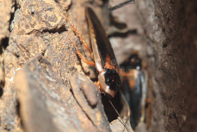 Orange-spotted roach stock photo. Image of dubia, animal - 116516836