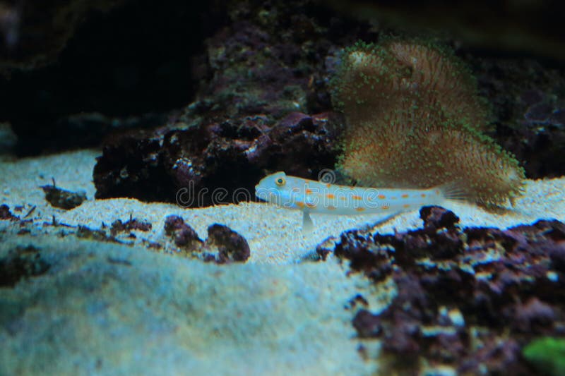 Orange-spotted Sleeper-goby Stock Photo - Image of watchman, ocean ...