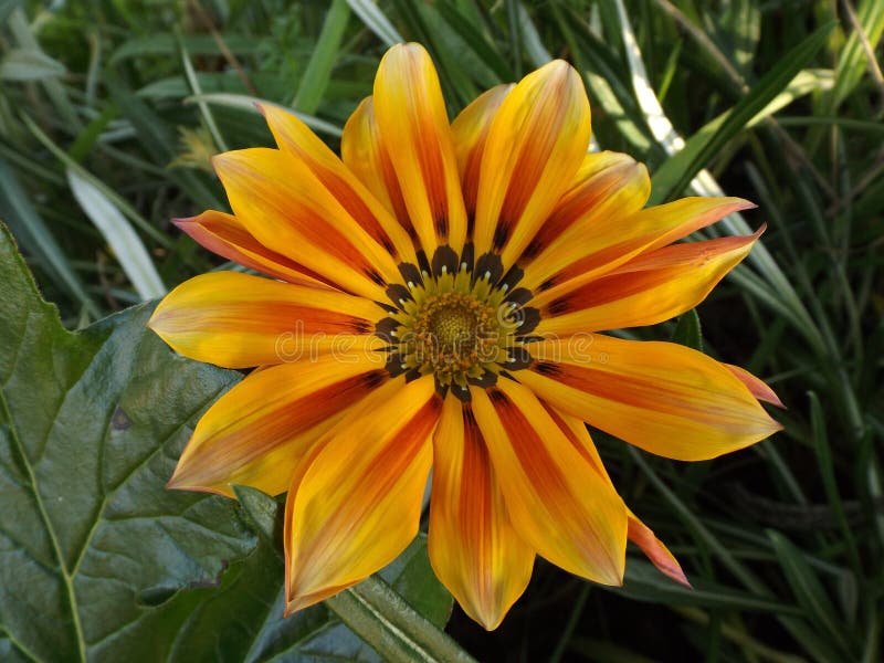 Orange spring flower stock photo. Image of orange, pretty - 90031860