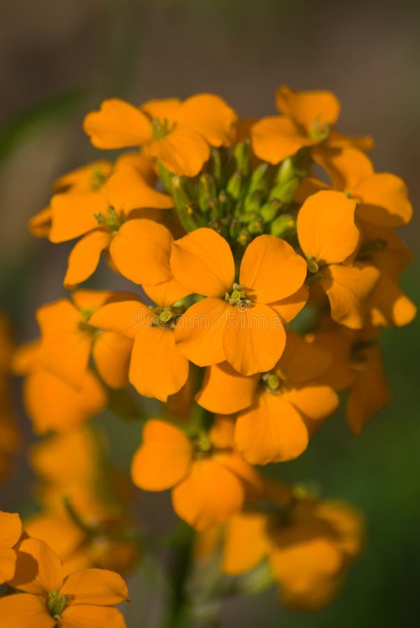 Orange Flowers stock image. Image of stalk, spring, bloom - 30028297