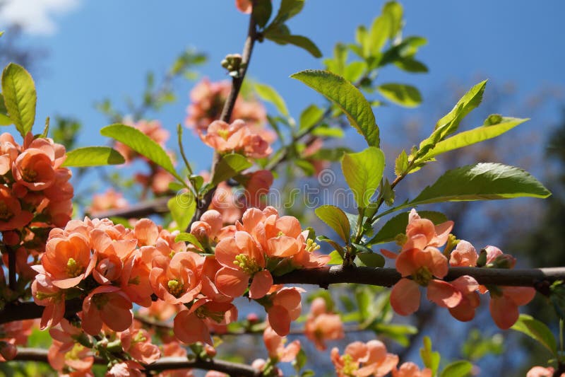 Orange spring flowers stock photo. Image of petals, orchard - 69582030