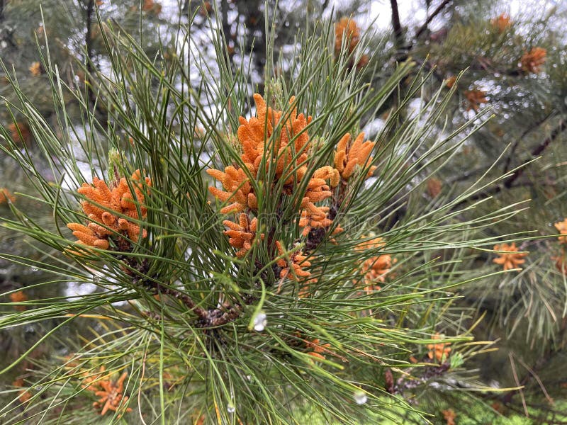 Orange Spring Flowers on Pine Tree Twig Stock Image - Image of pine ...