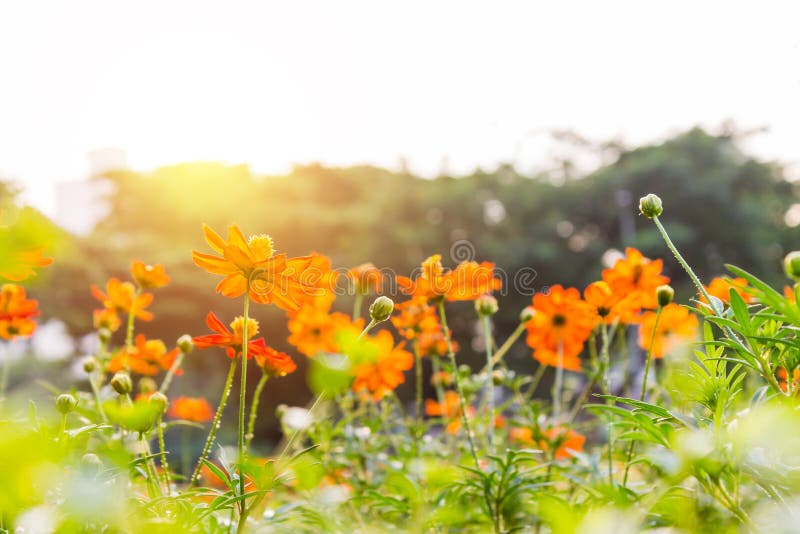 Orange spring flowers stock photo. Image of petals, orchard - 69582030