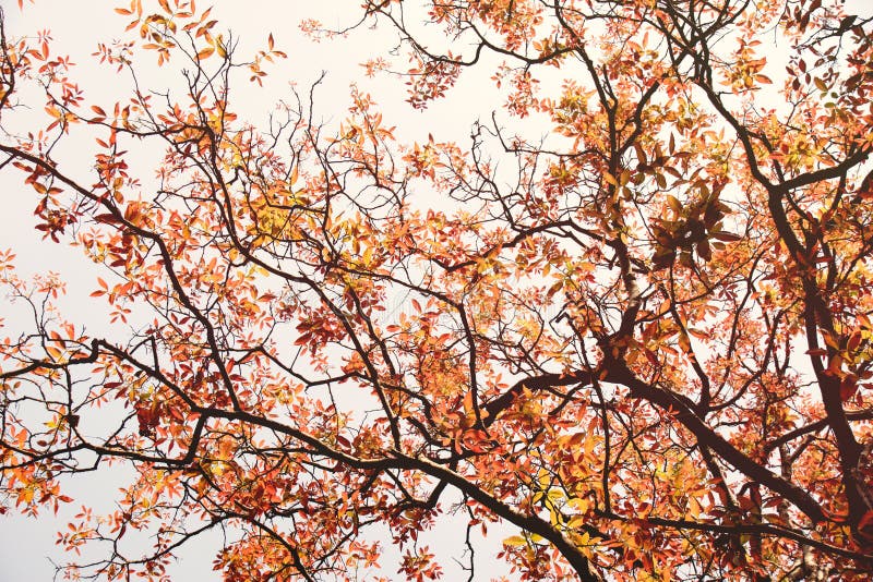 Orange Spring Leaves on Tree Nature Abstract Background Stock Photo ...