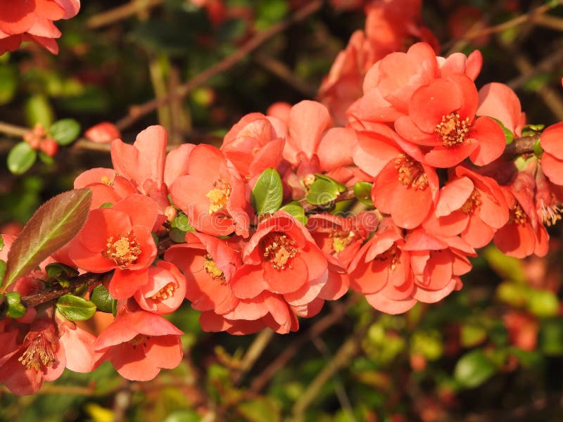 Orange spring tree flowers stock photo. Image of flowers - 150036568