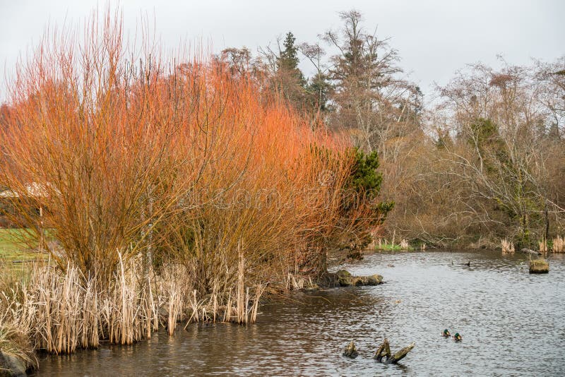 Orange Spring Tree stock photo. Image of color, beginnings - 110218692
