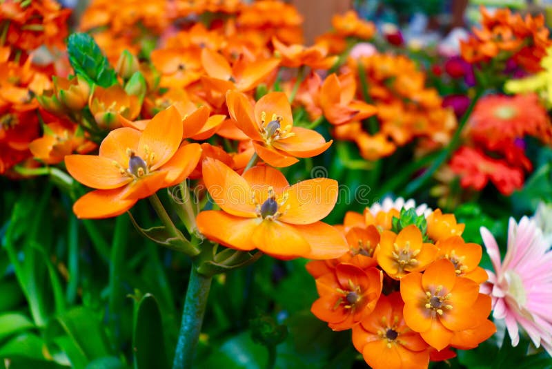 Orange in spring stock image. Image of nature, spring - 116305491